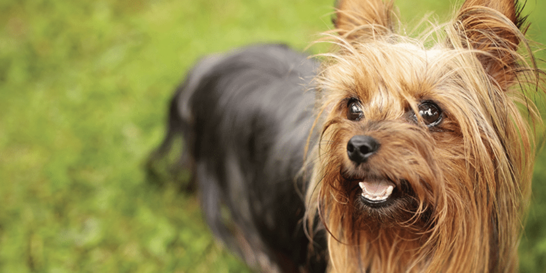 气管塌陷 | LPET商城